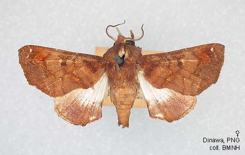 Papua Insects Foundation (Lepidoptera/Euteliidae/Euteliinae ...